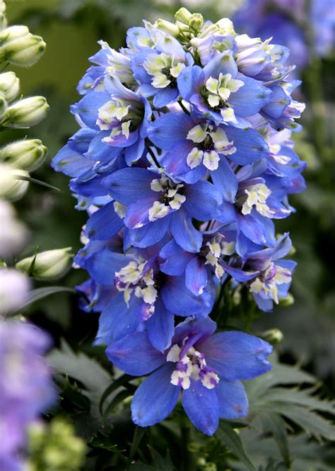 Delphinium Planter Et Semer Ooreka