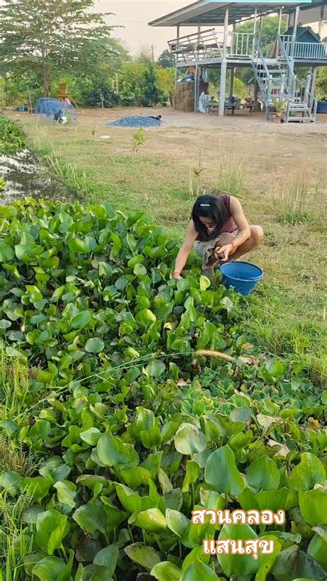 สุขใดเล่าจะเท่าบ้านเรา บรรยากาศยามเย็น ธรรมชาติบำบัด เกษตรผสมผสาน เกษตรยุคใหม่ ธรรมชาติที่