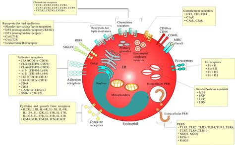Cellular Features Of Eosinophils 25 Mature Eosinophils Have Minimal