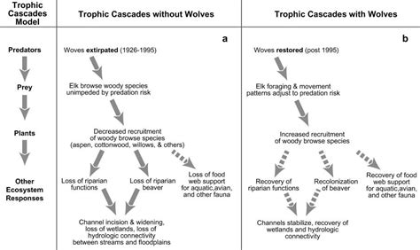 Lycographos Wolves And The Ecology Of Fear Can Predation Risk