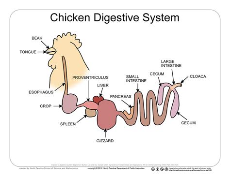 Parts Of Digestive System In Poultry At Darrel Ferreira Blog