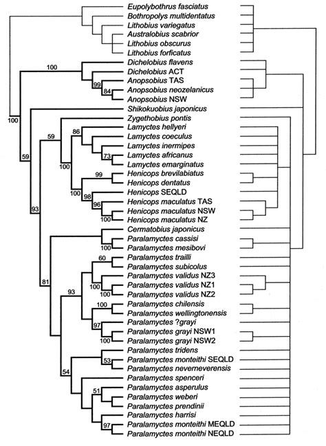 Molecular Clock Vs Cladogram At Jamie Heyne Blog