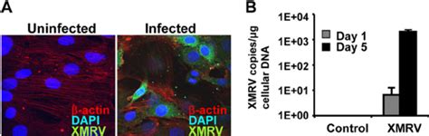 Mus Pahari Cells Express Functional Receptor For Xmrv A Detection Of