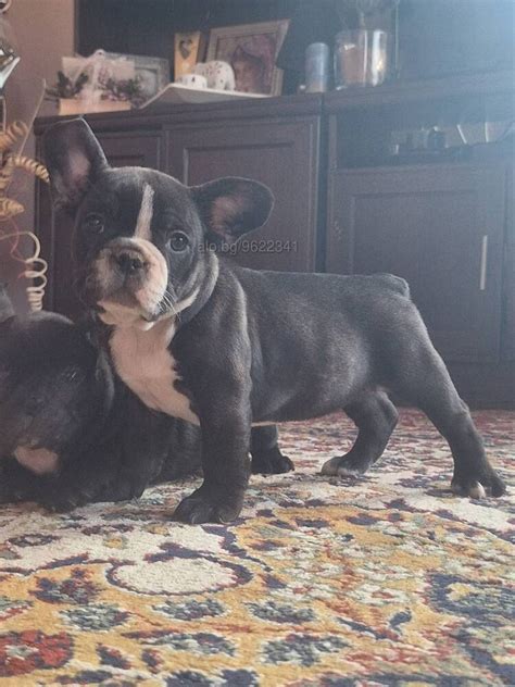 Френски булдочета Булдог 2 месеца Мъжко Женско Чистокръвно Кучета