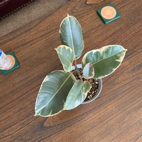 🍂 What Should I Do When Ficus Ruby Leaves Turn Yellow
