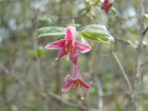 植物園 ミヤマウグイスカグラ深山鶯神楽