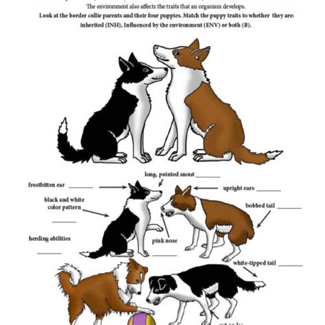 Inheritance And Variation Of Traits Heredity Grade 3 Downloadable