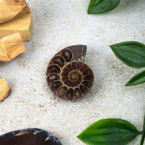 Fossiel Zeester Kopen Spiru