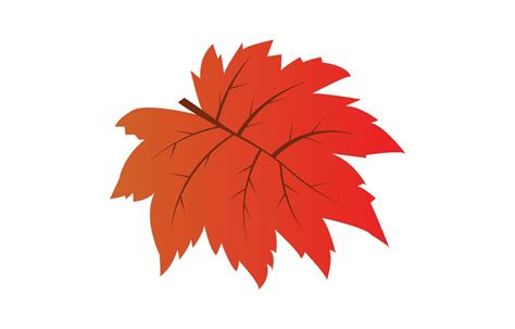 Old Maple Leaves Red Leaves Represent Autumn Vector Maple Leaf Isolated On White Background