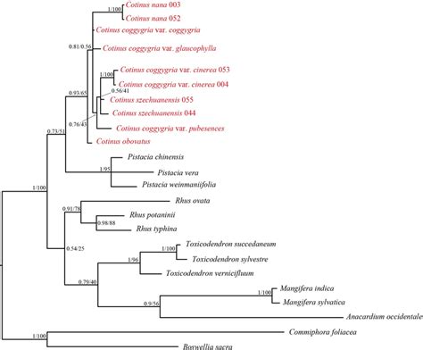 Phylogenetic Reconstruction Of Cotinus And Related Taxa Using Bayesian Download Scientific