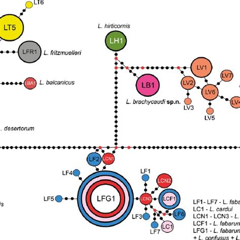 Median Joining Network Of Mitochondrial Coi Haplotypes Obtained For