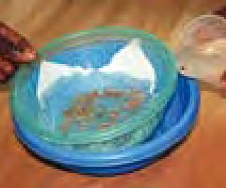 Nematode Extraction From Roots Step Download High Quality Scientific Diagram