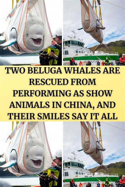 Two Beluga Whales Are Rescued From Performing As Show Animals In China