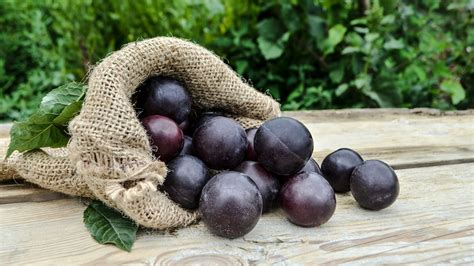 Las Propiedades Medicinales De La Ciruela Más Allá De Combatir El Estreñimiento Infobae