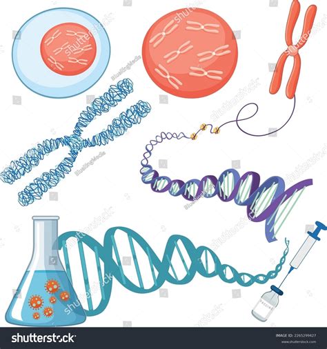 Chromosome Dna Structure Illustration Stock Vector Royalty Free