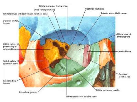 Zygomatic Malar Bone Diagram Quizlet