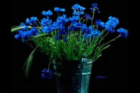 Васильки белые цветы 68 фото