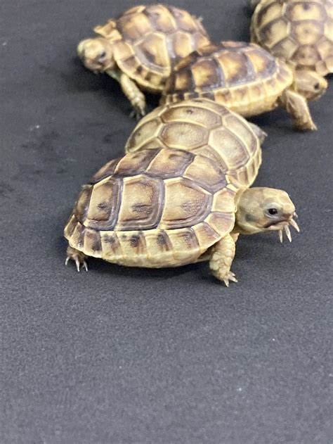 価格の安いイベラギリシャリクガメ アクアペット かねだい