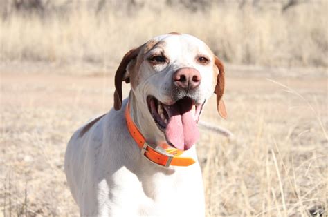 Arizona Quail Hunting Mearns Quail Arizona WanderingsArizona Wanderings