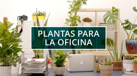 Plantas Perfectas Para Decorar Oficinas En Casa Actualizado Mayo 2026