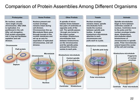 Bio 106 Exam 3 L10 Flashcards Quizlet