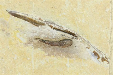 3 Cretaceous Fossil Soft Bodied Squid Preserved Quill And Ink Sack