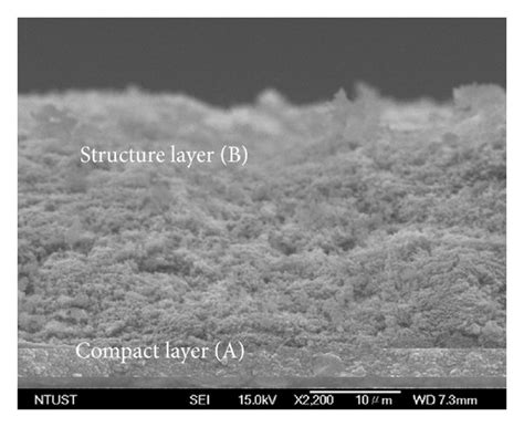 A Sem Cross Section Of Compact Layer A And Structure Layer B Of Download Scientific