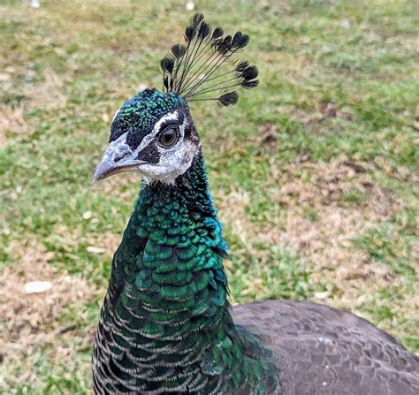 Checking In On My Peafowl The Martha Stewart Blog