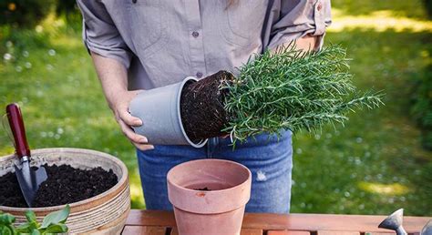 Learn How To Grow Rosemary A Fragrant And Healing Mediterranean Herb