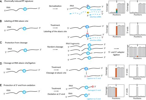 Detection Of Rna Modifications Using Chemically Induced Rt Signatures