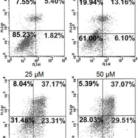 Dapi Staining Showing The Induction Of Apoptosis In Snu 1 Cells At Download Scientific Diagram