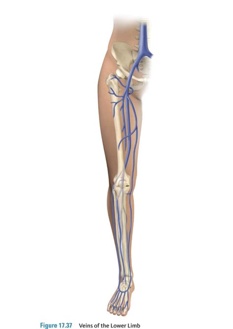 Veins Leg Diagram Quizlet Veins Leg Diagram Quizlet