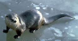 North American River Otter Wikipedia