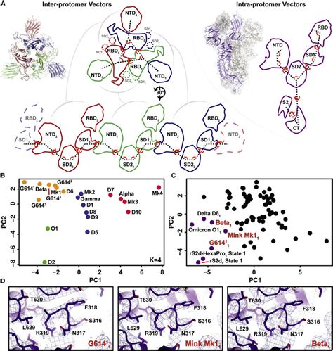 Intra And Inter Protomer Domain Relationships In Sars Cov 2 3 Rbd Down