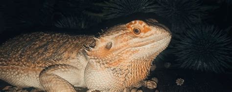 Живой корм для экзотических животных в Рыбинске Таракан Сверчок Саранча Мокрицы Зофобас 2024