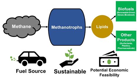 Energies Free Full Text An Assessment Of Methanotrophs Producing Industrial Grade Lipids For