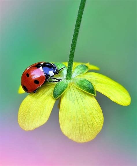 Pin By Solabadd On Nαturα Flower Art Drawing Art Reference Photos Ladybug Art