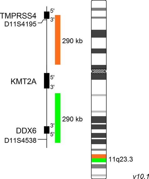 Xcyting Fish Probes Metasystems Probes
