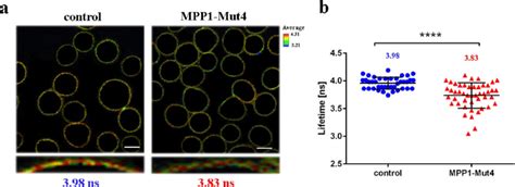 Mpp1 Mut4 Affects Membrane Order In Hel Cells Representative Flim Download Scientific Diagram