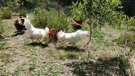 오늘 발송 마감됐어요~🐣 이후주문은 금 15일 발송드려요~🔊🔊 🍒바람불어 좋은 봄날~~🍒 기분이가~~너무 좋아~~ 고래고래 목 농산물직거래장터♀해피콜의5일장터♂공동