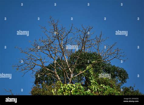 A Dried Up Tree With No Leaves In Focus With Blue Sky Behind And Green Tree In The Back During