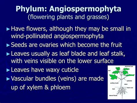 Ppt 55 Classification Powerpoint Presentation Free Download Id
