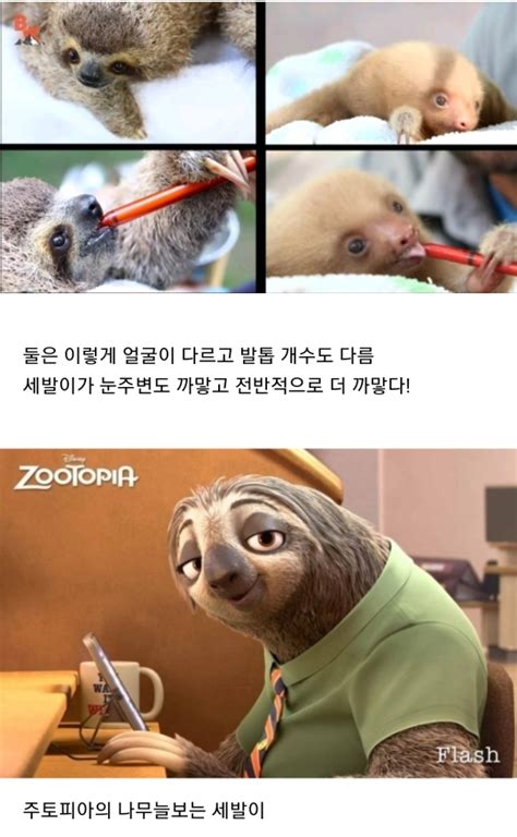 나무늘보의 두얼굴 유머 재미 감동 네모판