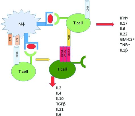 T Cell Activation Alternative Methods Classic Signal Activation Download Scientific
