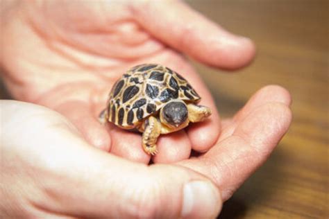 極危射紋龜90歲當爸保育員下班驚覺有蛋 等5個月迎3寶 ETtoday寵物雲 ETtoday新聞雲