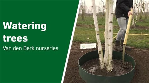 Watering Trees A Practical Guide Youtube