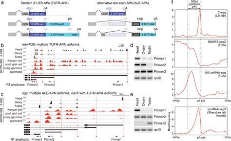 10x Snuc Seq Data Reveals Cell Specific Programs Of 3 Isoforms A Two Download Scientific