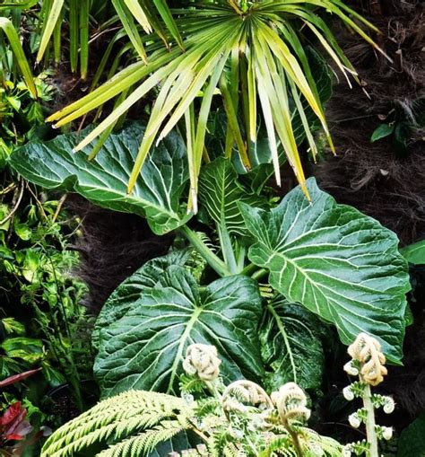 Dendroseris Litoralis Plant Leaves Garden Plants