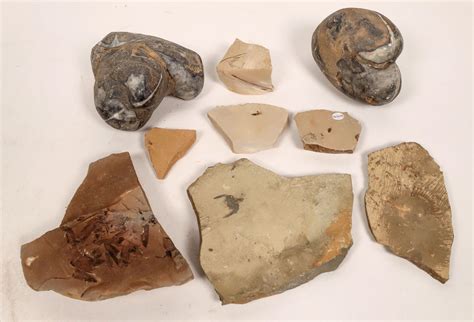 Bivalve And Fossil Insects [150857]