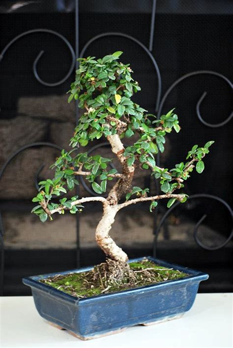 Live Large Fukien Tea Tree Bonsai 10 Ceramic Vase Free Shipping
